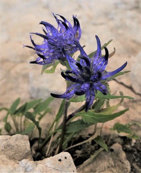 P1011669_VF Gusella and Vecchia_horned rampion (Phyteuma scheuchzeri)