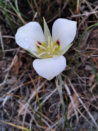 Wild flowers of northern Utah