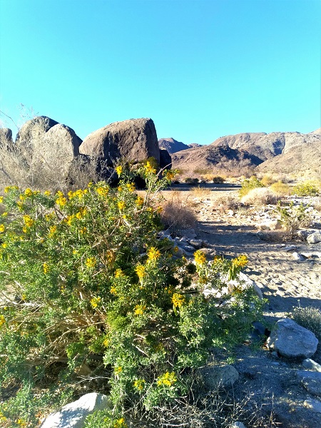 Far from the Madding Crowd around Joshua Tree