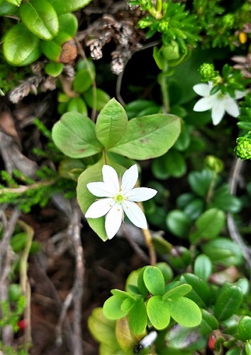 20220701_123539_Arctic starflower (Lysimachia europea)