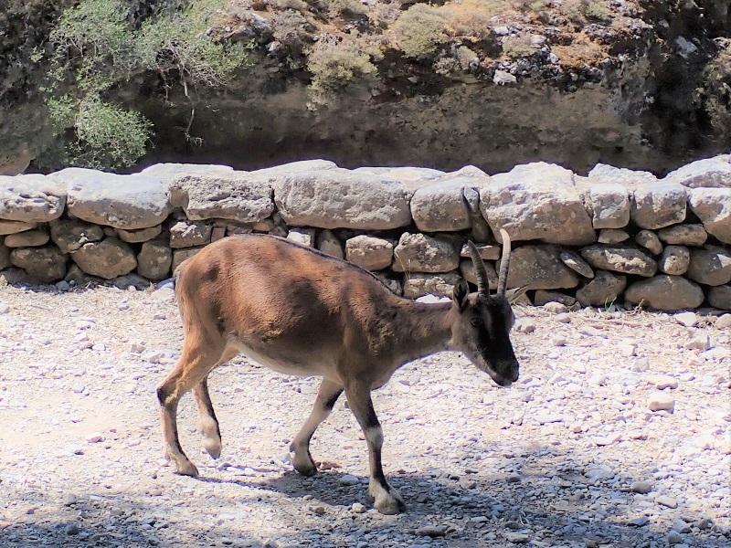 P9110578_Samaria Gorge_Kri-kri goat (Capra hircus cretica)